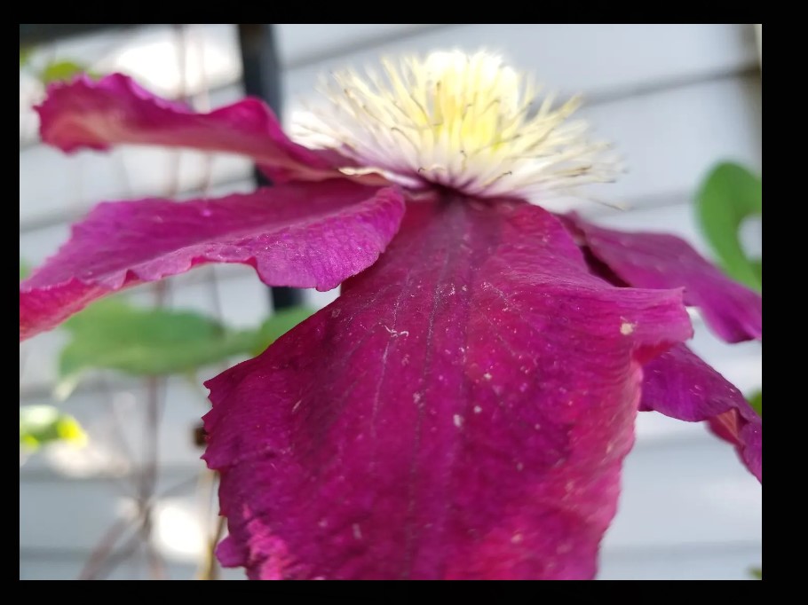 Dear Hosts Howbillrolls